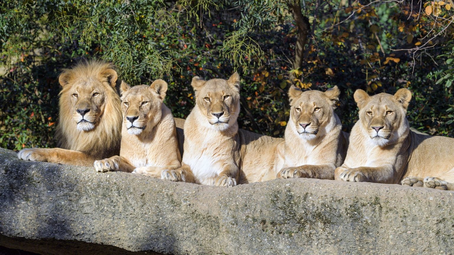 Berkem Land of Lions in Manavgat, Antalya: Attractions, Tickets
